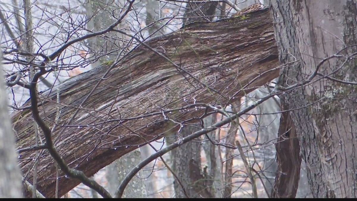 Falling trees could pose danger in high-wind conditions | Haystack News