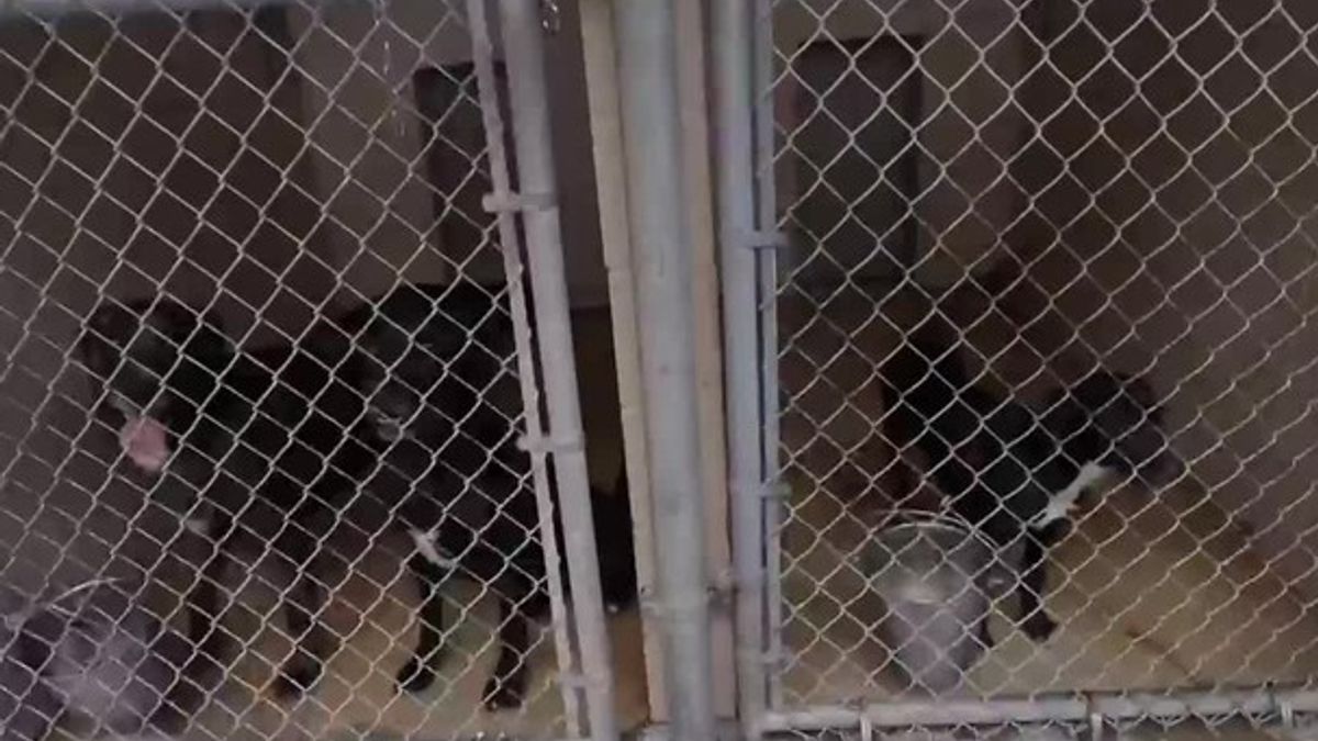 St. Tammany Animal Services | Haystack News