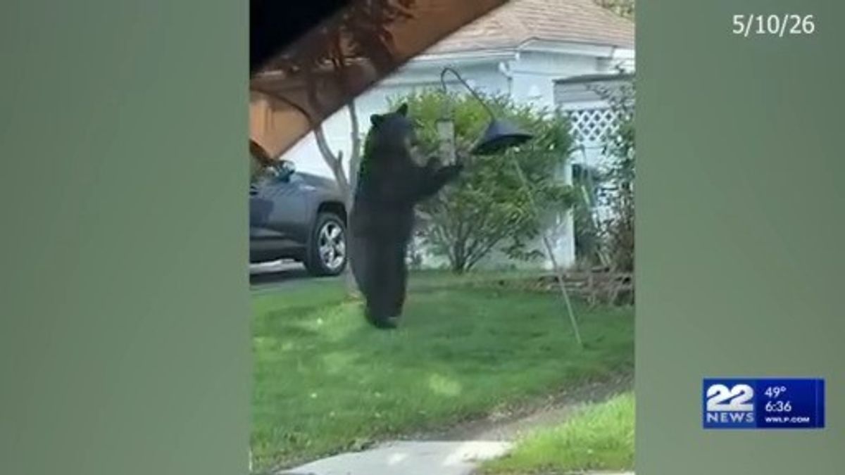 Bear spotted near Connecticut Ave in Springfield | Haystack News