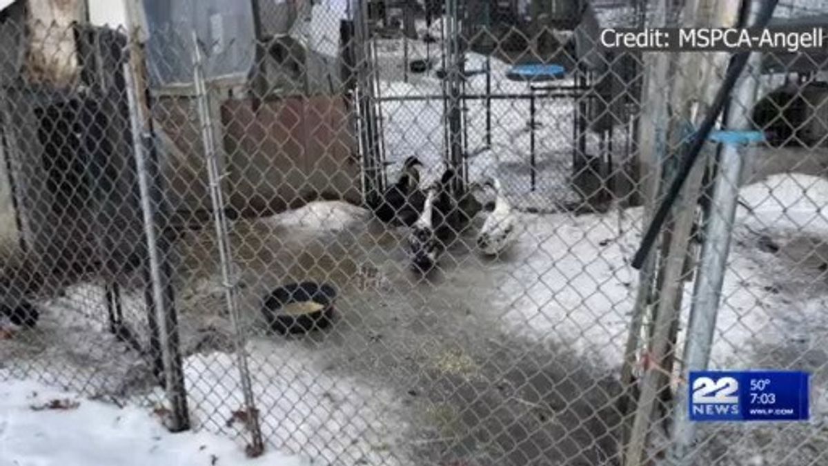 Cloa's Ark owner arraigned on animal cruelty charges | Haystack News