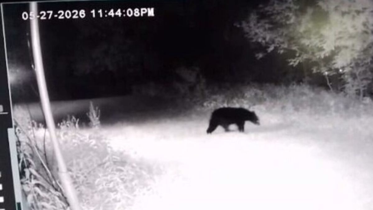 Massena residents surprised, concerned about black bear | Haystack News