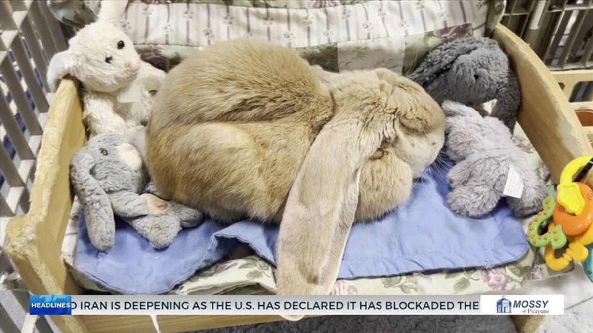 Local bunny rescue says bunnies gifted during Easter often dumped weeks ...