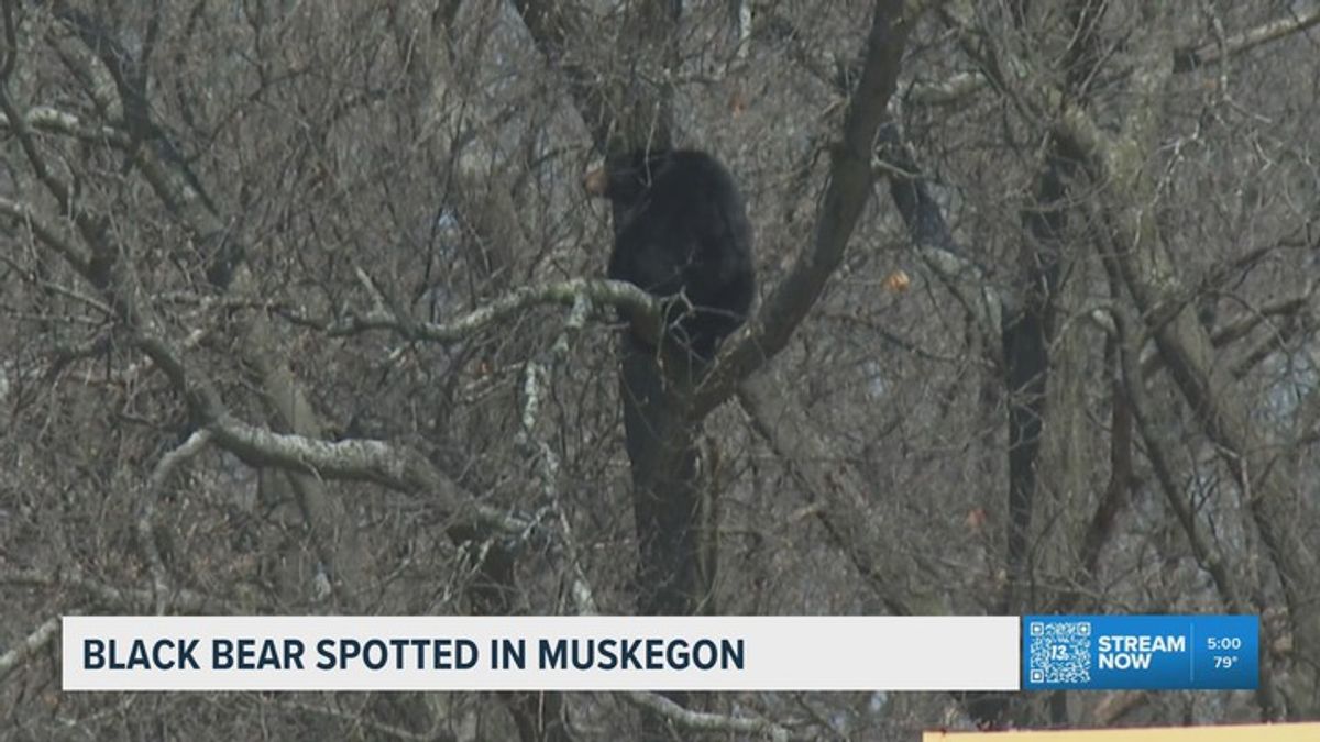 Black bear in a tree spotted in Muskegon | Haystack News