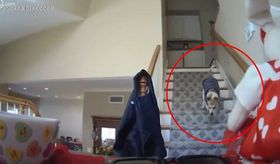 Video shows dog startled by 4.6-magnitude earthquake in Westlake ...