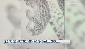 Caldwell Zoo welcomes newest residents: 2 endangered ocelot kittens ...