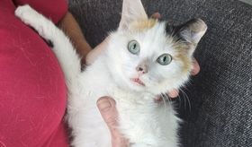 Leigh's Lost and Found Digital Extra: Springfield cat rescue has rare ...