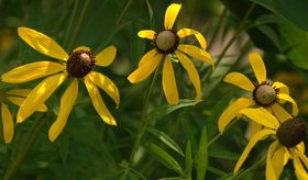 Scent of home | DC attraction features all 50 states' official flowers ...