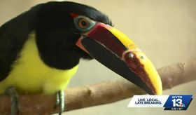 Birmingham Zoo bird thrives after receiving custom prosthetic beak from ...