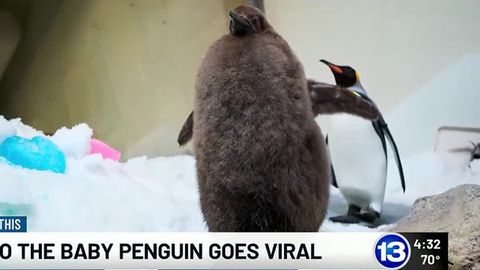 Huge Australian king penguin chick Pesto grows into social media star ...