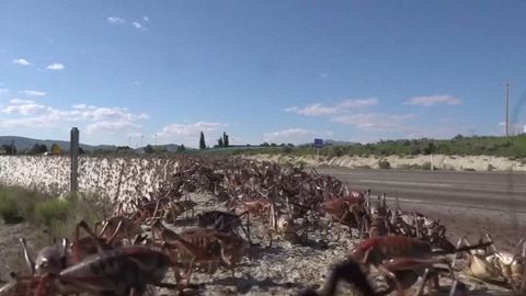 Mormon crickets invade Nevada town, residents fight back with brooms ...