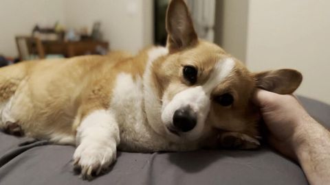 Corgi goes viral for understanding sign language | Haystack News