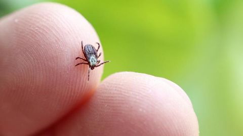 Staying safe in spring tick season | Haystack News