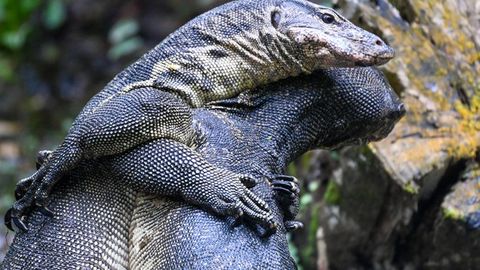 Bangkok's big city lizards: Prehistoric reptiles could help treat ...