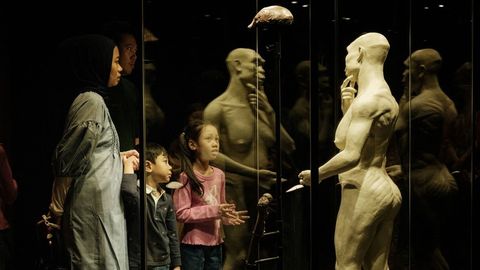 Indonesia welcomes return of ‘Java Man’, first fossil evidence of Homo ...