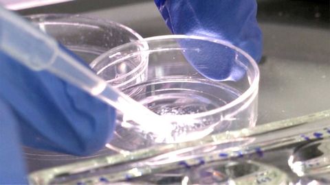 Scientists in Israel Grow a Synthetic Human Embryo Without Eggs or ...