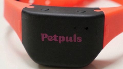 Could You Better Understand Your Dog With This High-Tech Collar ...