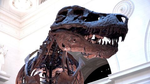 A Discovery Unlike Any Other! A Fossil Inside a T-Rex Reveals What It ...