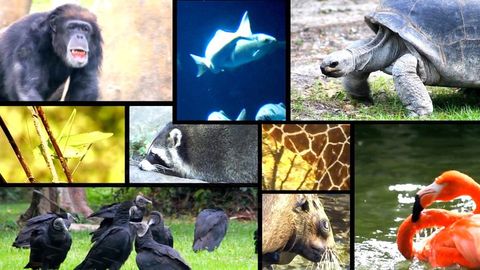 Have You Ever Wondered Why Animals Have Such Distinctive Patterns ...