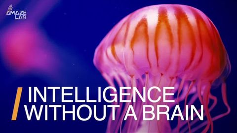 Scientists Trace Modern Jellyfish Back Hundreds of Millions of Years ...