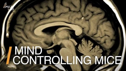Mind Control in Mice Could Be a World’s First | Haystack News