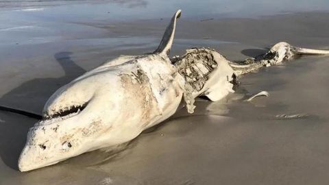 Watch Out For These Insane Great White Hunting Creatures Around South ...