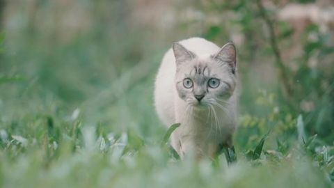 Surprising but True: Cats Can Be Allergic to Humans | Haystack News