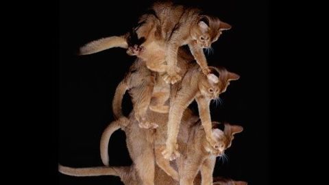 Why Do Cats Always Land on Their Feet? | Haystack News