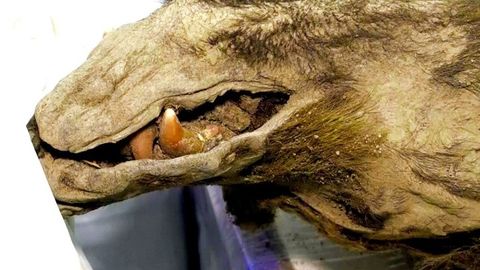This 3,500-Year-Old Bear Was Discovered Frozen Solid in Ice | Haystack News