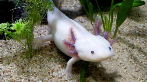 Race Against Extinction: Scientists Struggle to Save Mexico’s Last Wild ...