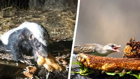 Honey Badgers Team Up With Honey-Finding Birds in Interspecies ...