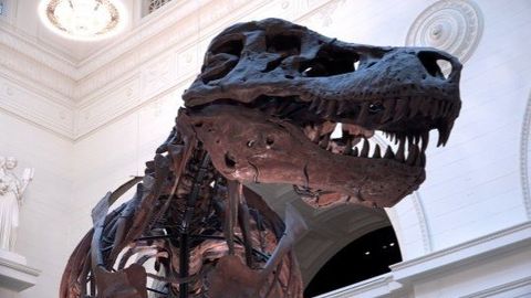 Can We Actually Know The Gender of Dinosaurs? How Does One Actually ...