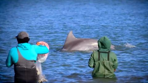 Just a Little Help From a Friend! Dolphins Have Been Helping Fishermen ...