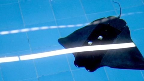 This Manta Ray Robot Could Protect Our Planet’s Coral Reefs | Haystack News