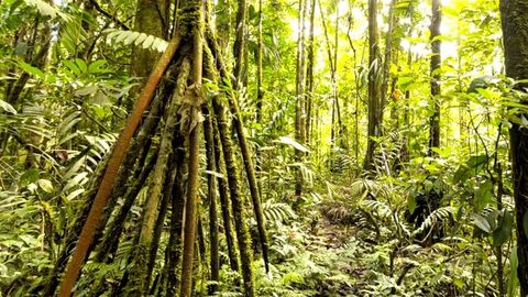 Can These Trees Actually Walk Across the Jungle or is it Urban Legend ...