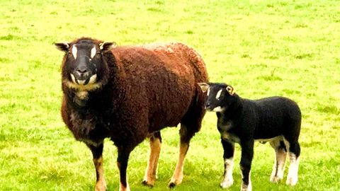 It’s a Sheep With a Face of a Badger? This Odd Animal is Being Bred in ...