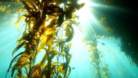 Kelp Forests Are the Carbon-Eating, Fish Habitats That Are Also ...