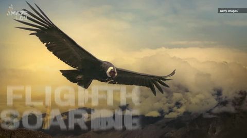 This Condor Flew 100 Miles Without Flapping—Seriously! | Haystack News