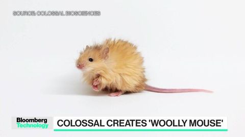 Woolly Mammoth Revival Begins With a Mouse | Haystack News