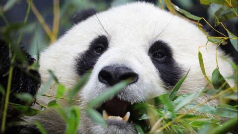 Giant Pandas Come Back to Washington, DC | Haystack News