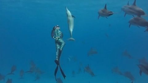 Freediver’s Magical Encounter as Dolphin Mimics Her Every Move in the ...