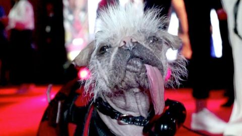 Peggy ‘Britain’s Ugliest Dog’ and Deadpool Star Takes Home Top Prize at ...