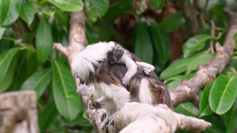 Twin Critically-Endangered Monkeys Born at Chester Zoo | Haystack News