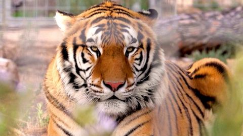 Must See! Exotic Cats, Chimps and More Get New Lease On Life at Animal ...