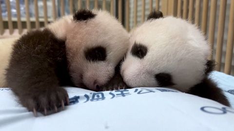 Hong Kong's Adorable Twin Panda Cubs Celebrate 100 Days of Cuteness ...