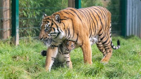 CCTV Footage Captures Veterinary Heroes Helping Tiger Cub Walk ...