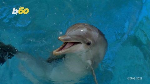 Understanding Our Underwater Best Friends, The Dolphin, Is So Important ...