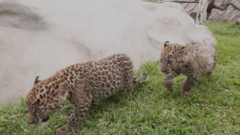 Are These Leopard Cubs The First Of Their Kind in Peru? | Haystack News