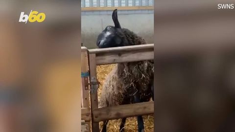 This Sheep Is One of the Most Clever Animals Out There, Learning How to ...