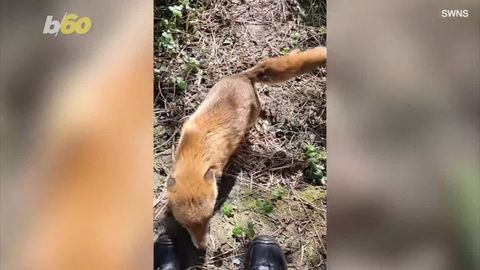 This Unexpected Friendship Between a Man and a Fox Will Warm Your Heart ...