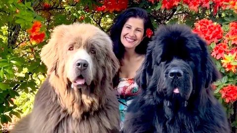 These Two Giant Newfoundlands Are Going Viral in Their Hometown ...